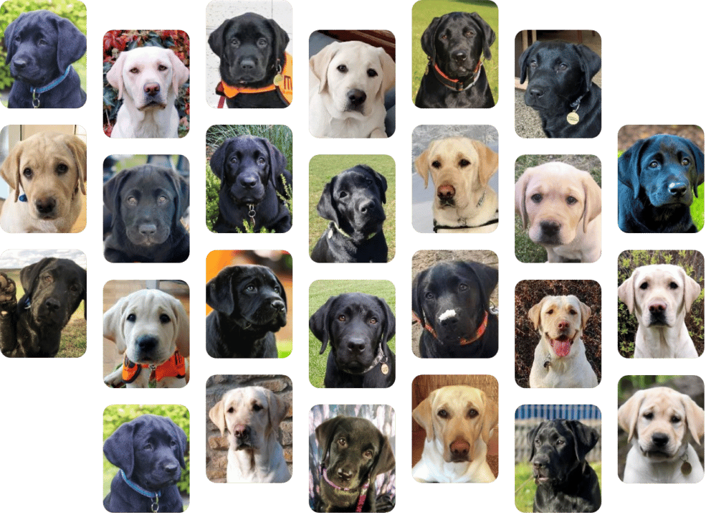 NF Mathilda | Výcvik vodicích psů