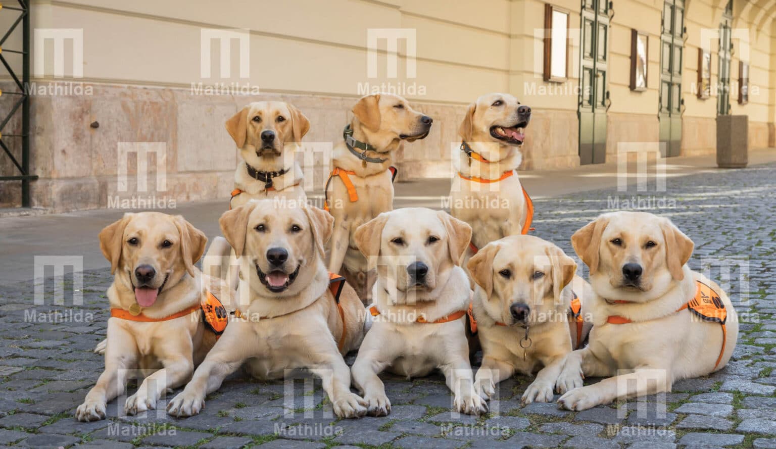 Kalendář | NF Mathilda